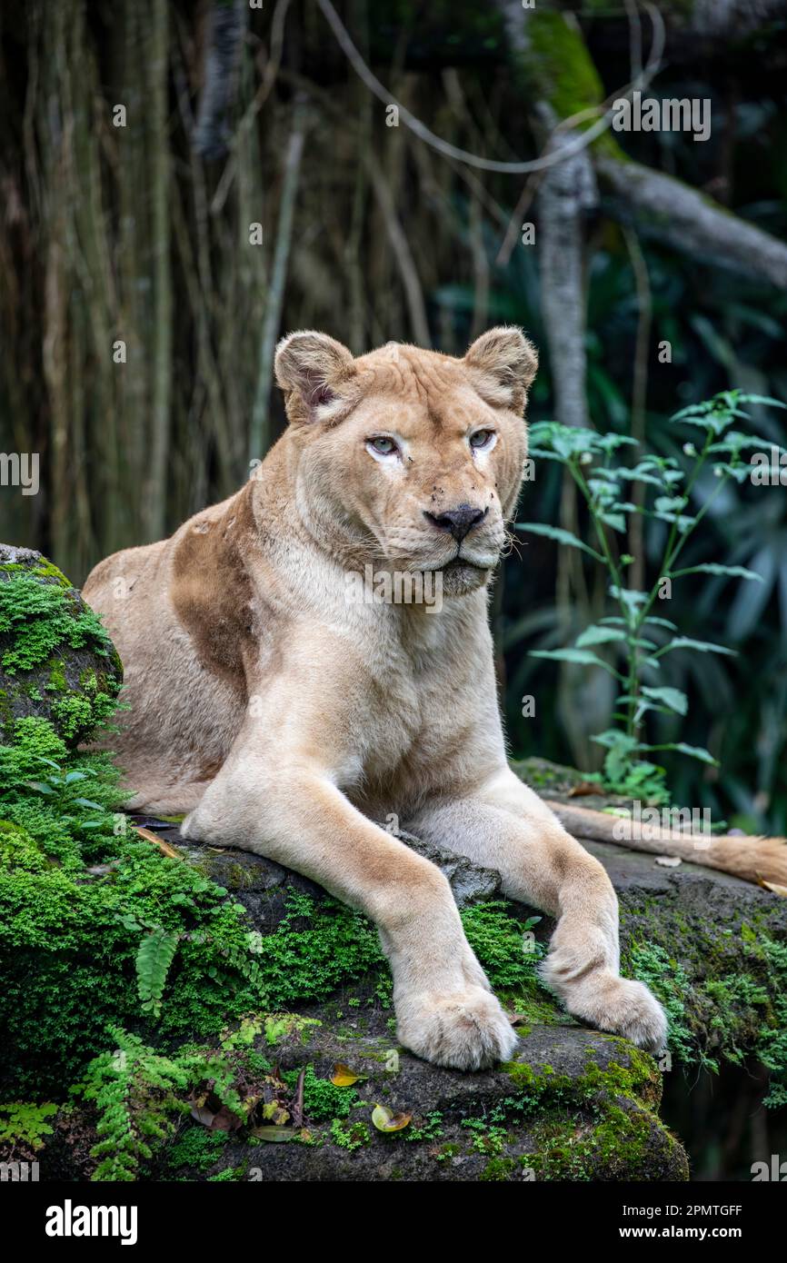 The white lion is a rare color mutation of the lion, specifically the ...