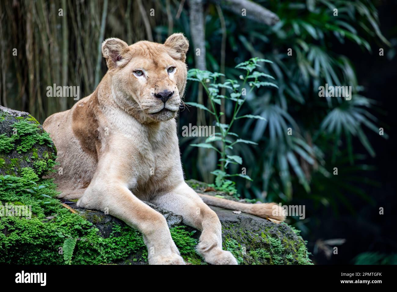 The white lion is a rare color mutation of the lion, specifically the ...