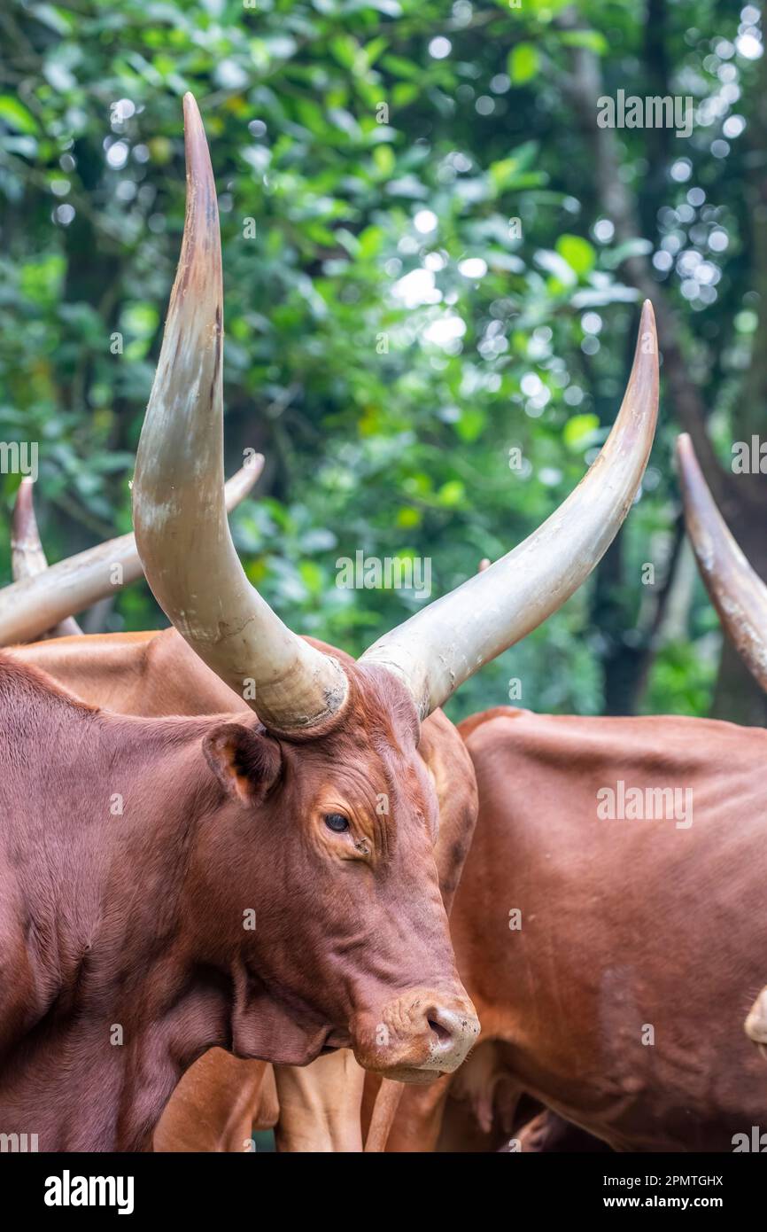 The Ankole-Watusi is a modern American breed of domestic cattle. It ...