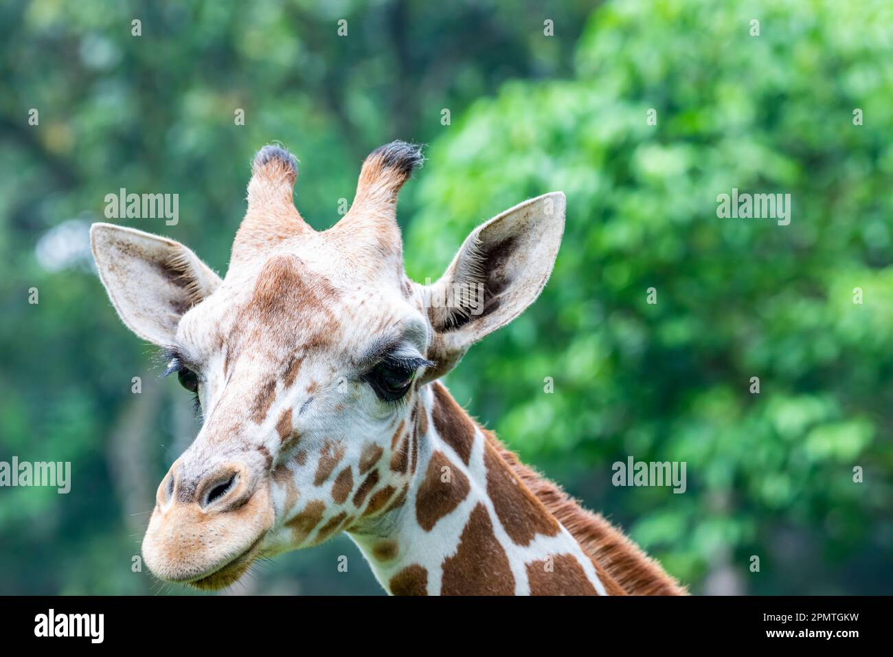 the closeup image of giraffe. A tall African hoofed mammal belonging to ...