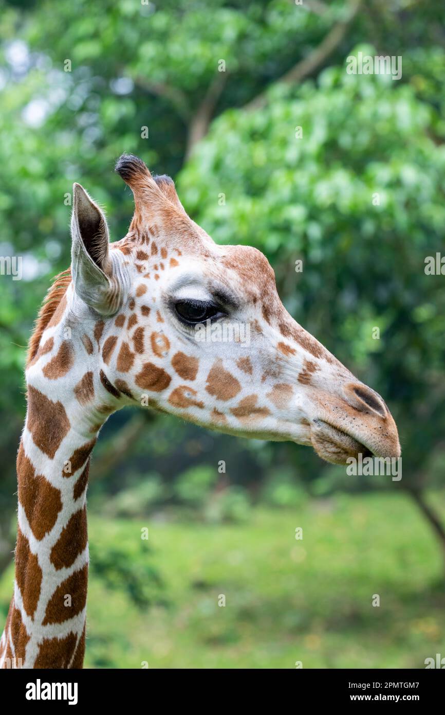 the closeup image of giraffe. A tall African hoofed mammal belonging to ...