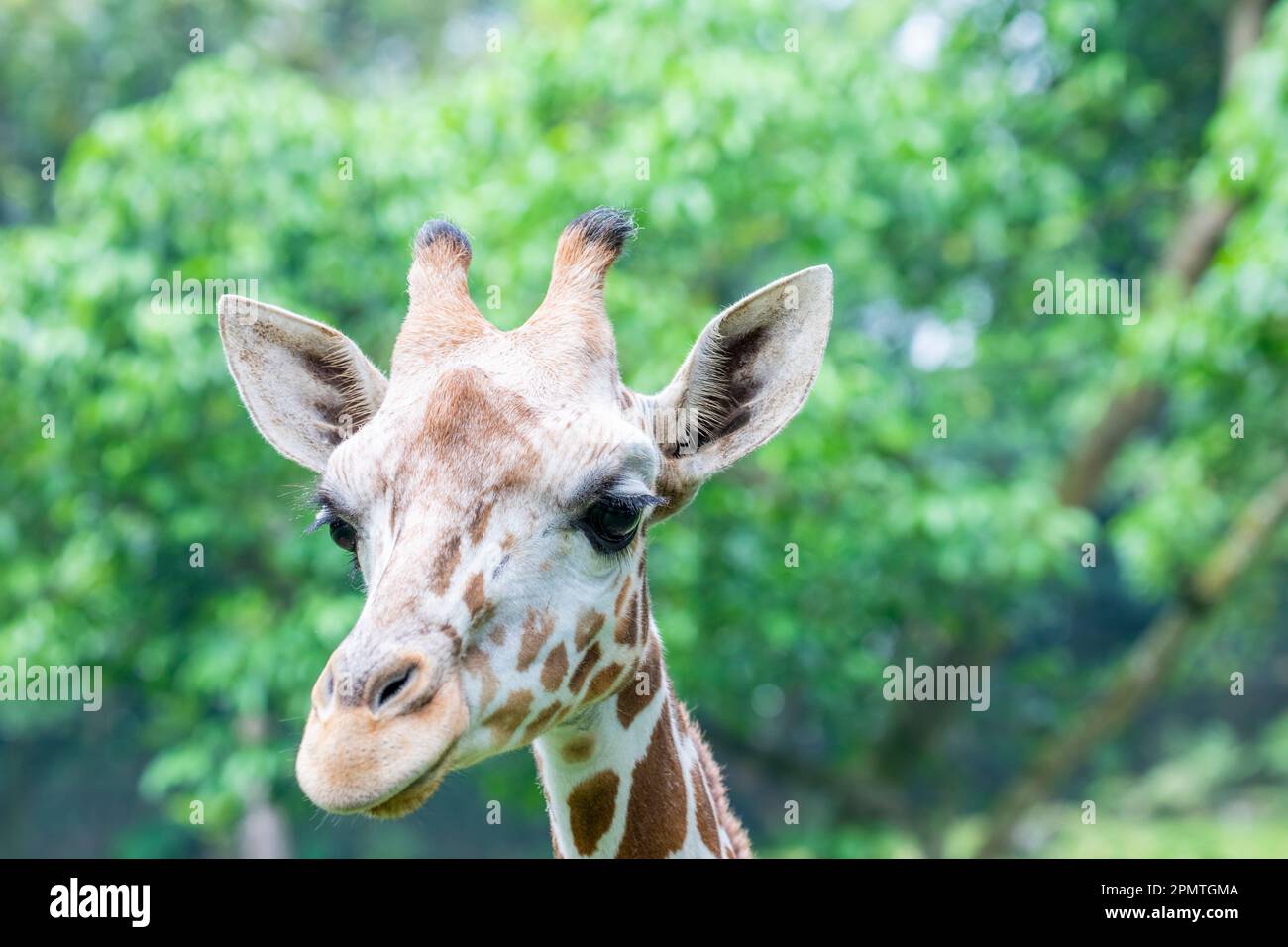 the closeup image of giraffe. A tall African hoofed mammal belonging to ...