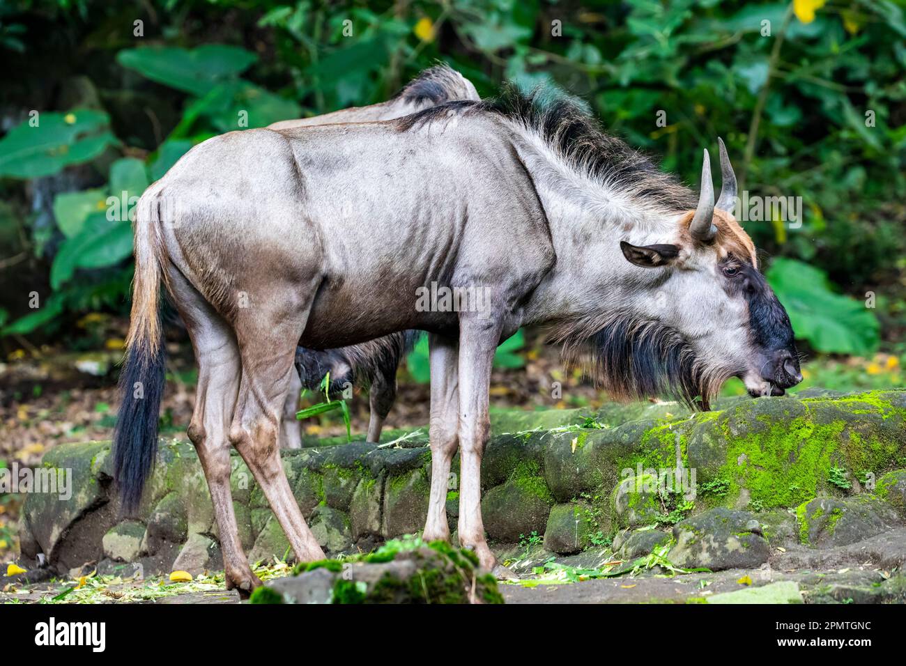 The blue wildebeest (Connochaetes taurinus) is a large antelope. This ...