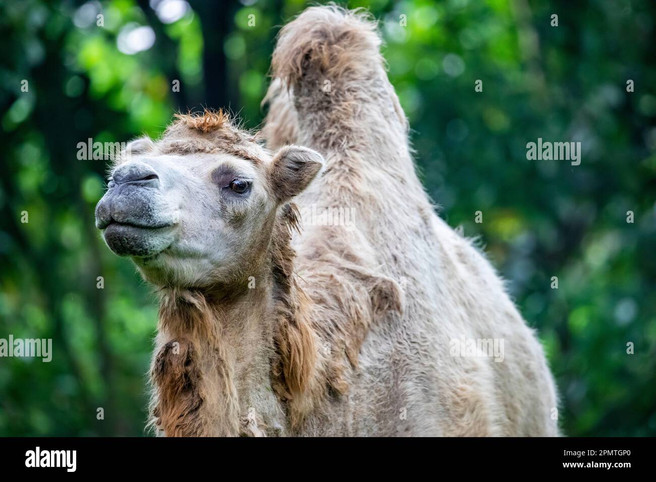 the closeup image of Bactrian camel (Camelus bactrianus). A large even ...