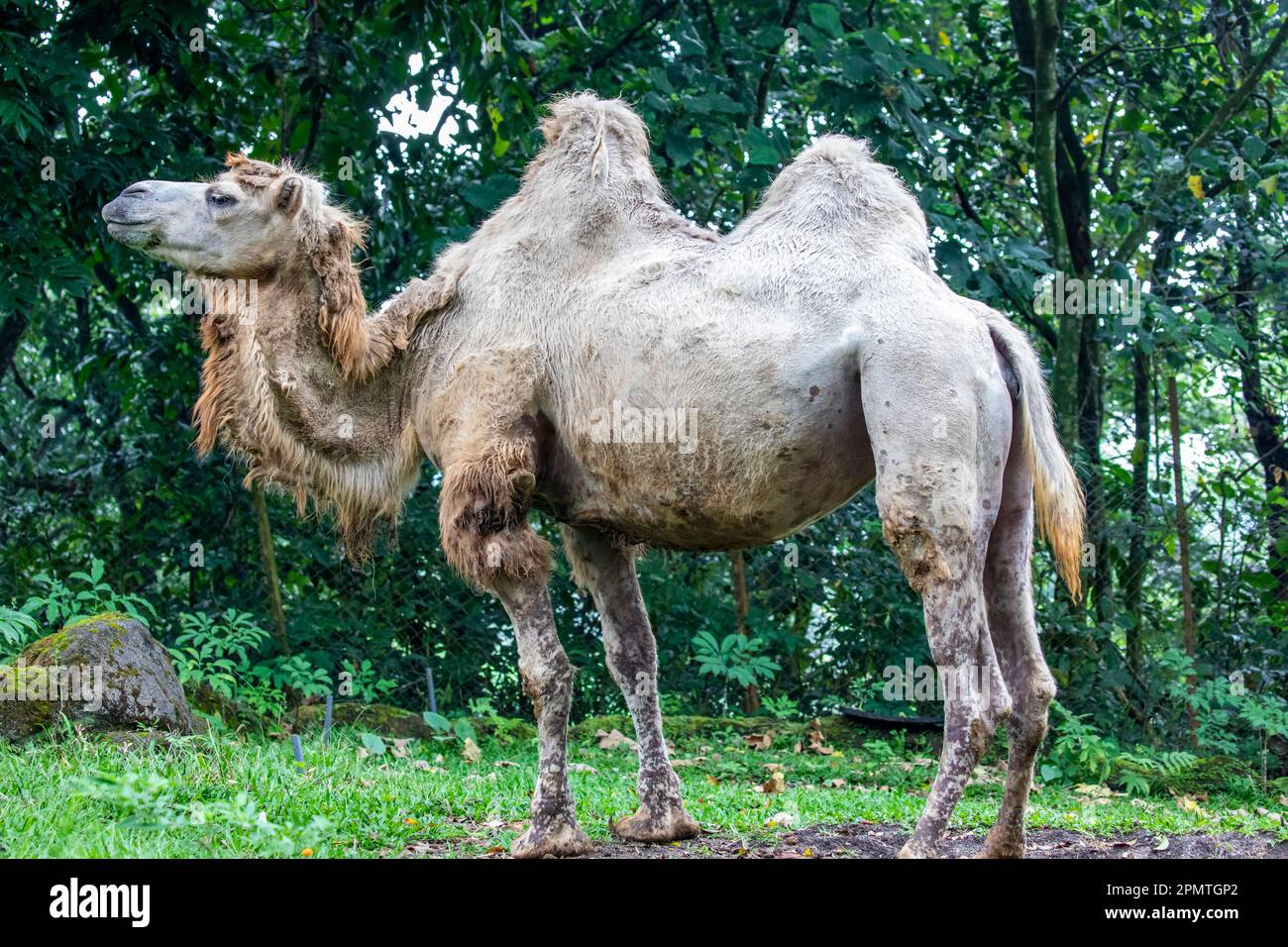 the closeup image of Bactrian camel (Camelus bactrianus). A large even ...