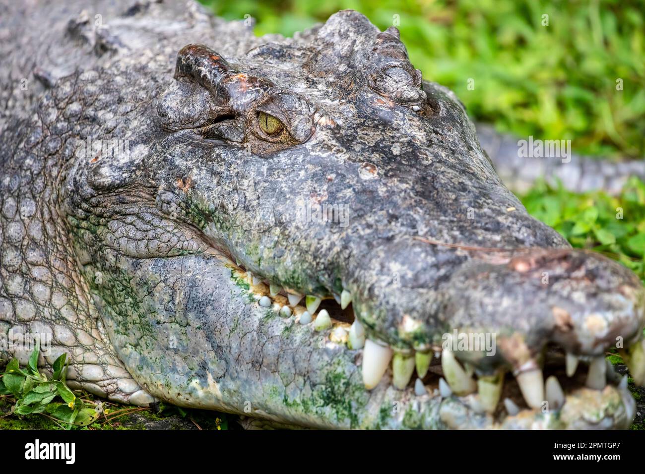 The saltwater crocodile (Crocodylus porosus) is a crocodilian native to ...