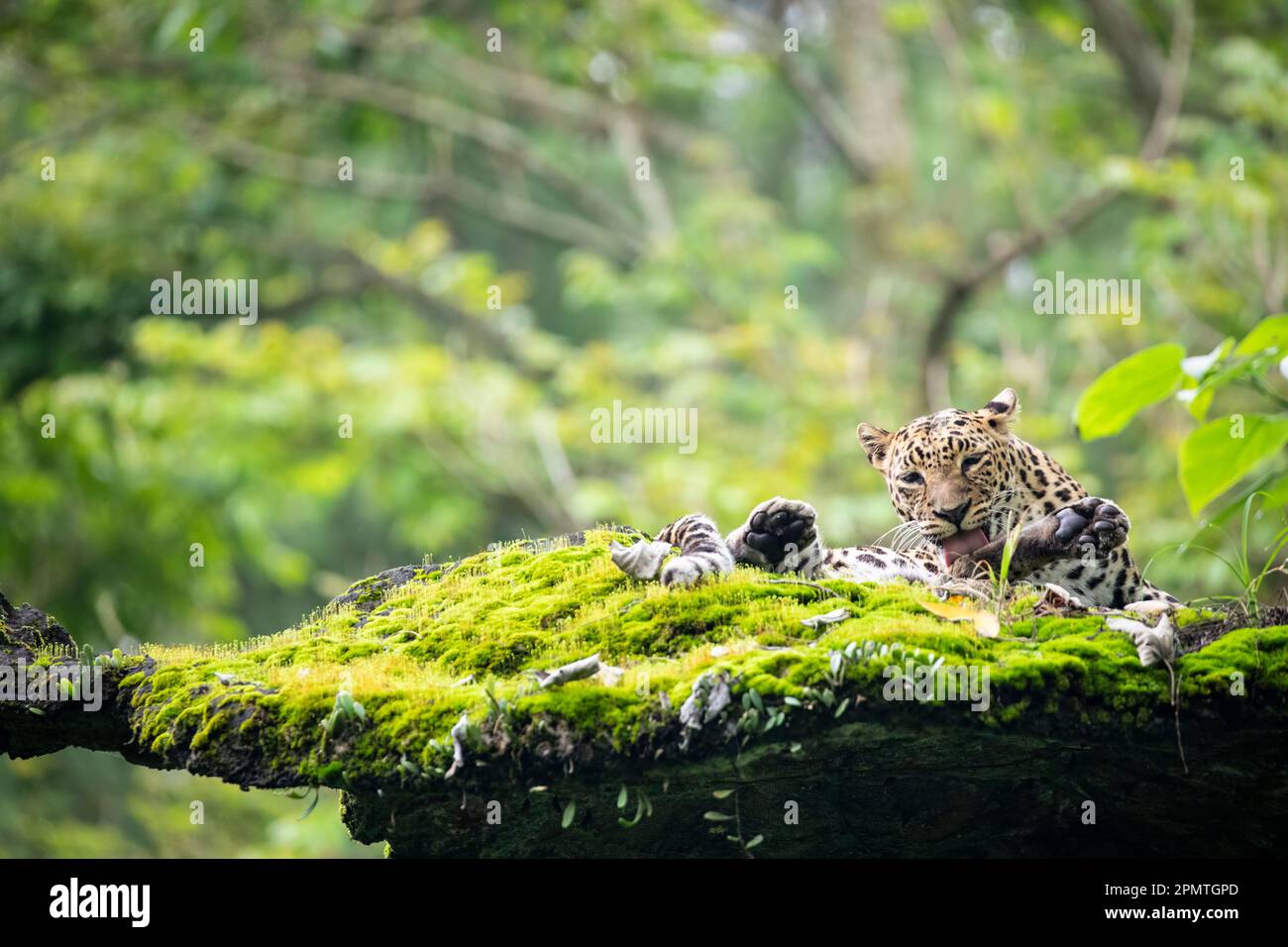 Confined feline hi-res stock photography and images - Alamy