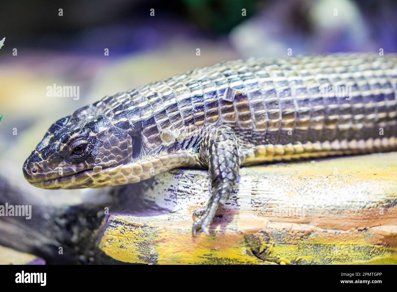 The Sudan plated lizard (Broadleysaurus major) is a medium-sized ...