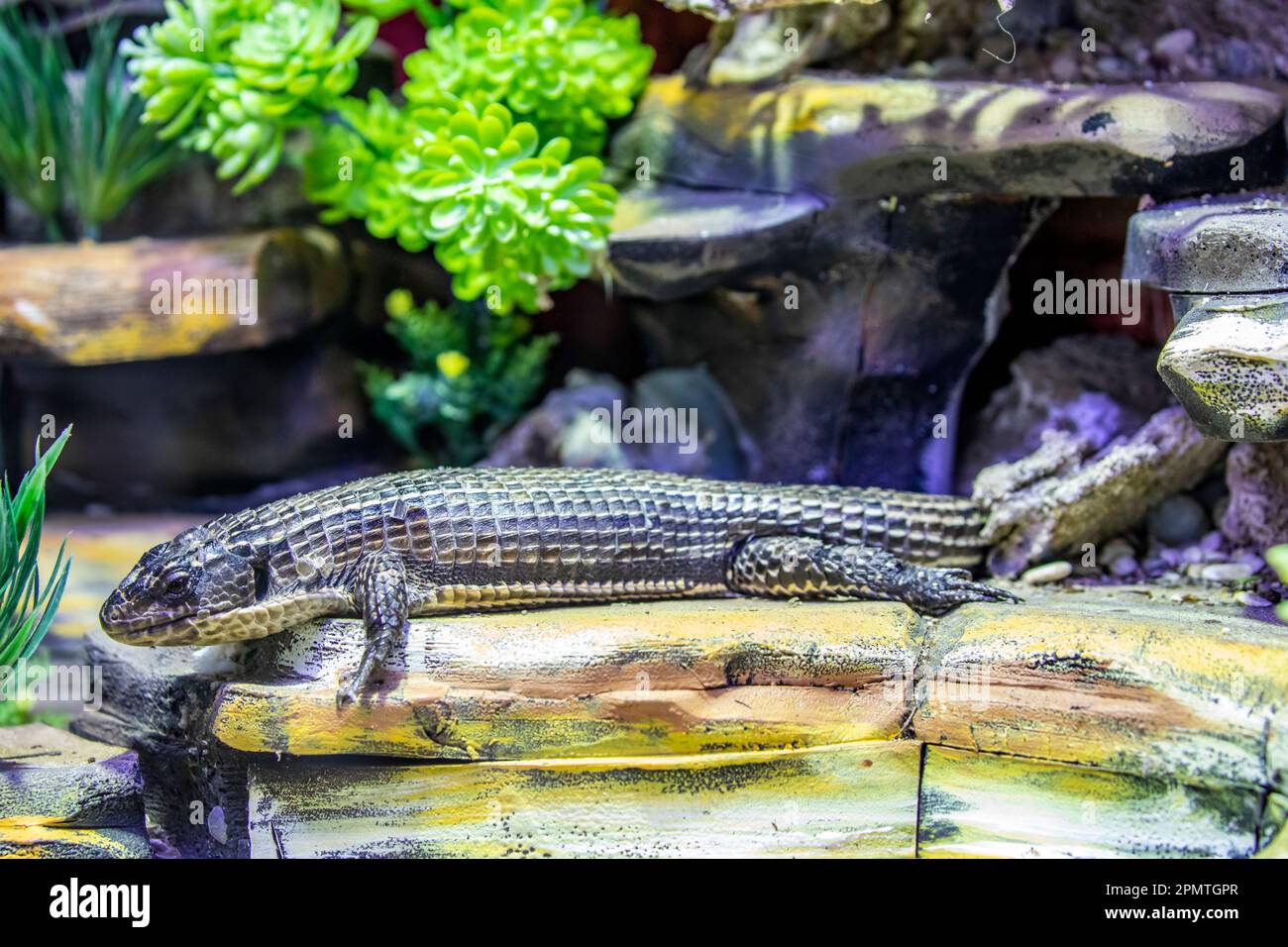 The Sudan plated lizard (Broadleysaurus major) is a medium-sized ...
