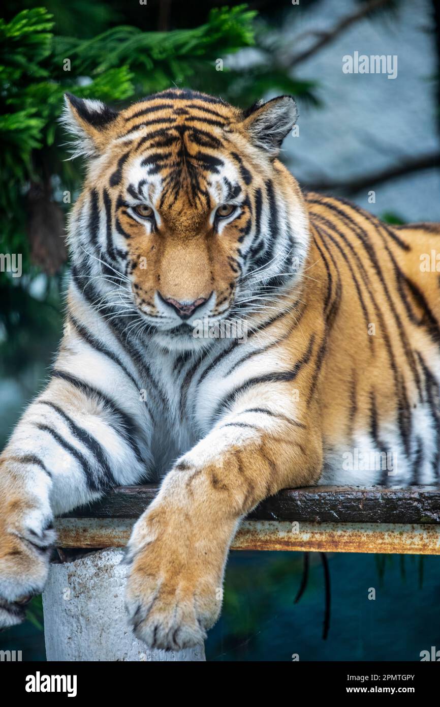 the closeup image of Siberian tiger (Panthera tigris altaica), native ...