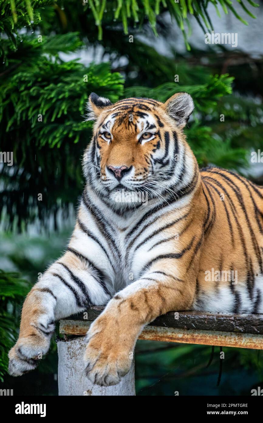the closeup image of Siberian tiger (Panthera tigris altaica), native ...