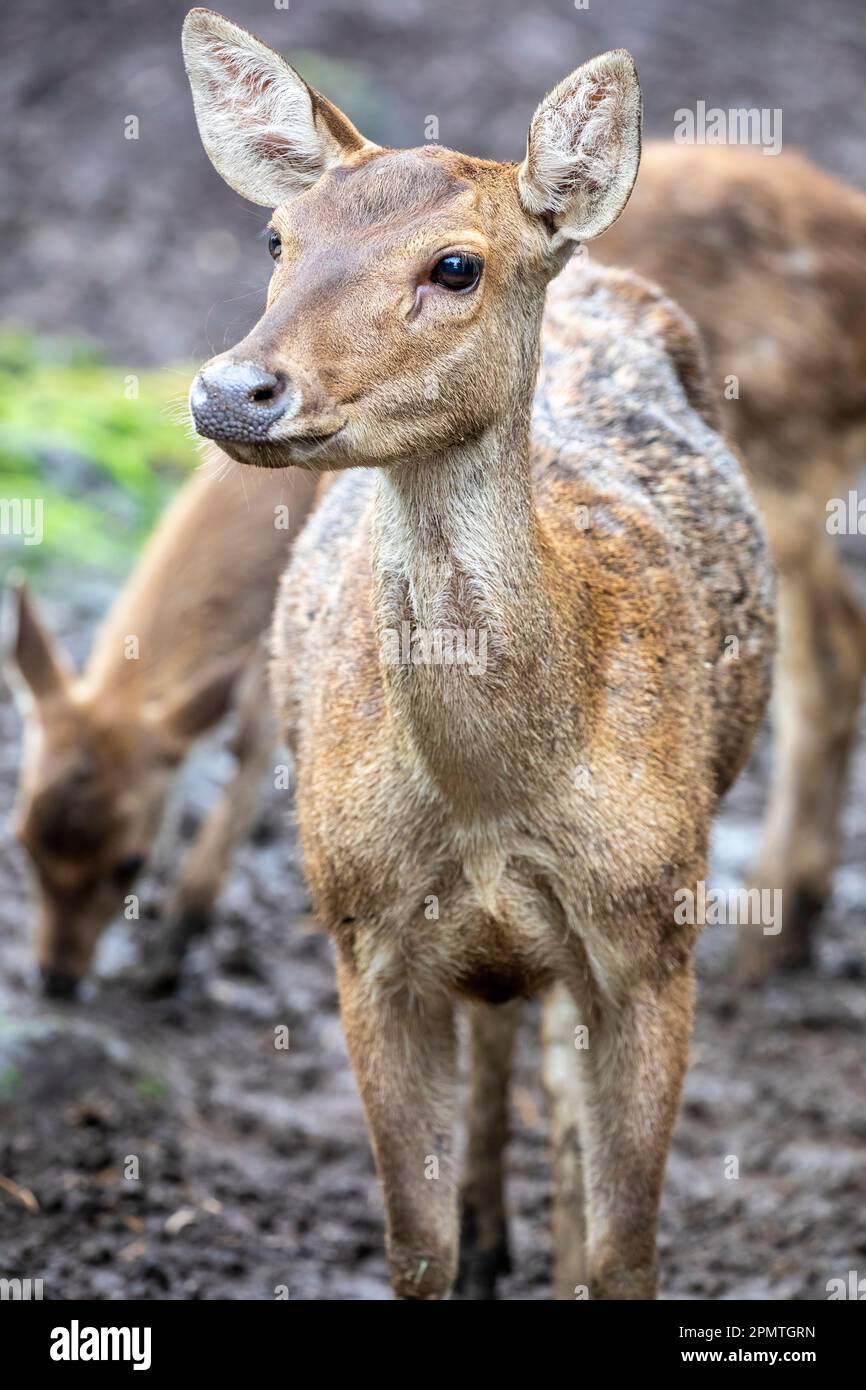 Female timor hi-res stock photography and images - Alamy