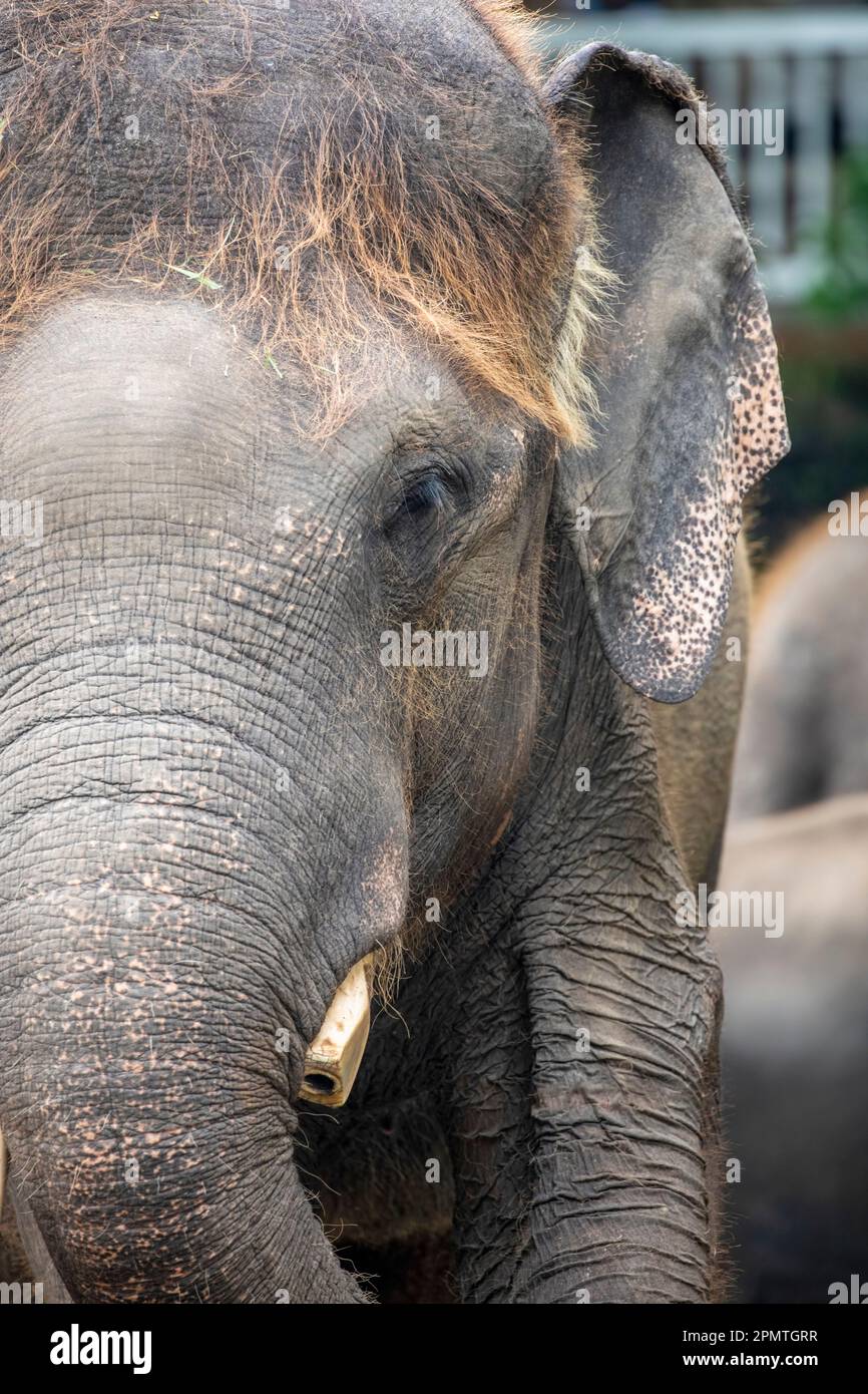 The Sumatran elephant (Elephas maximus sumatranus) is one of four ...