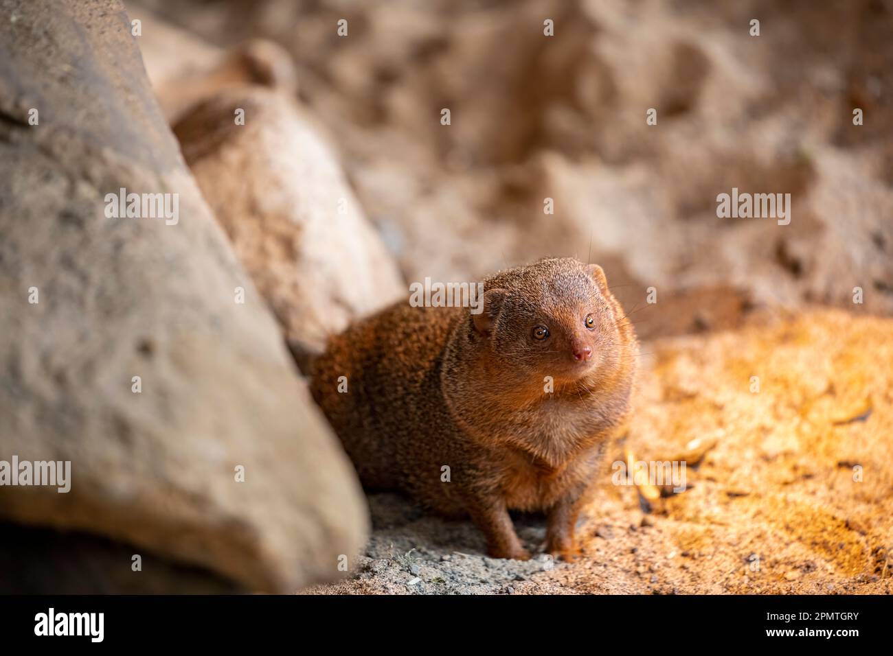 The common dwarf mongoose (Helogale parvula) is a mongoose species ...