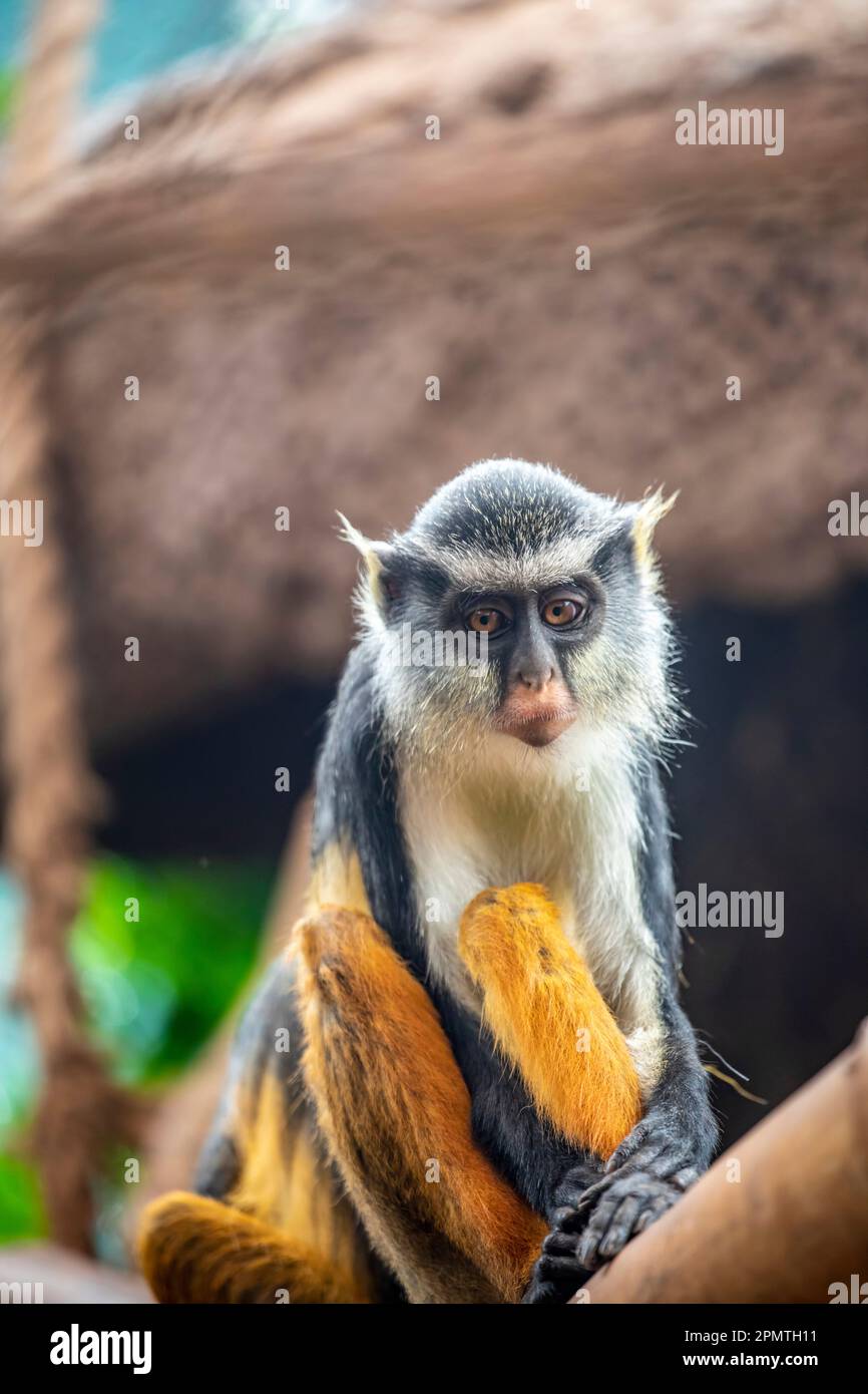 Mona monkey hi-res stock photography and images - Alamy