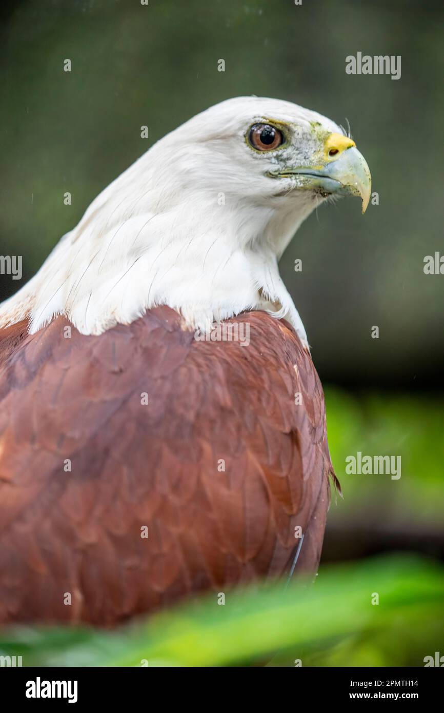 Indian subcontinent indus hi-res stock photography and images - Alamy