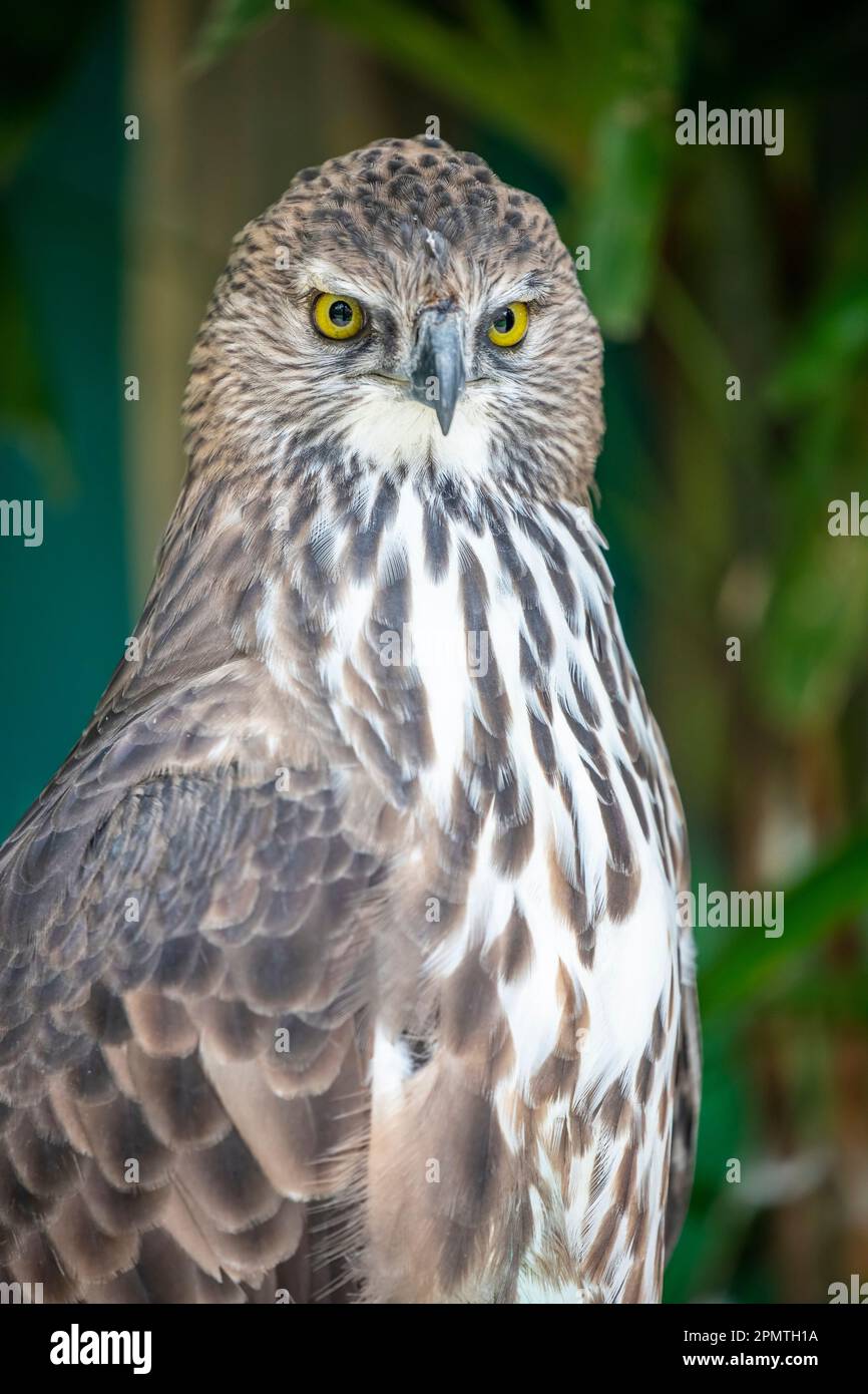 The changeable hawk-eagle (Nisaetus cirrhatus) is a large bird of prey ...