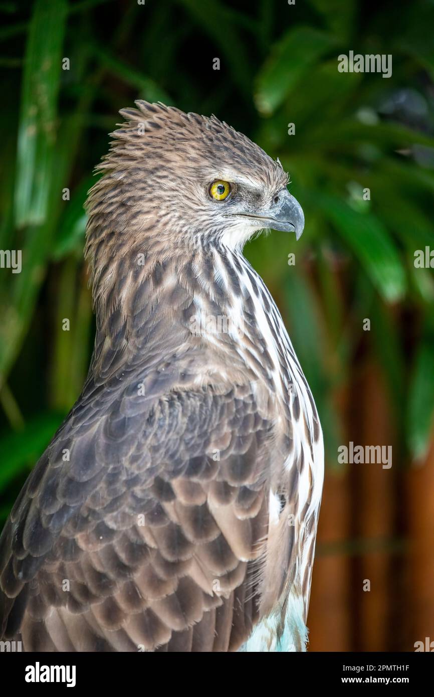 The changeable hawk-eagle (Nisaetus cirrhatus) is a large bird of prey ...