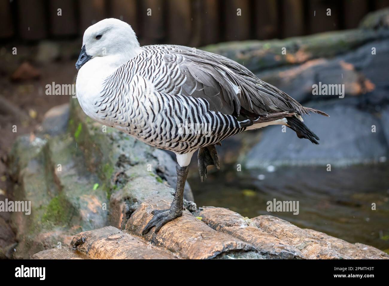 The closeup image of male upland goose (Chloephaga picta). It is a ...