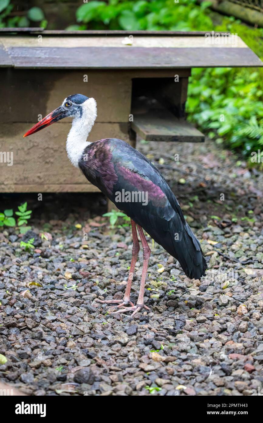 The Asian woollyneck (Ciconia episcopus) is distributed in a wide ...