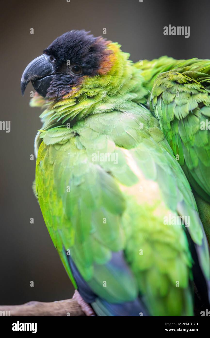 The ochre-marked parakeet (Pyrrhura cruentata) is a species of parrot ...