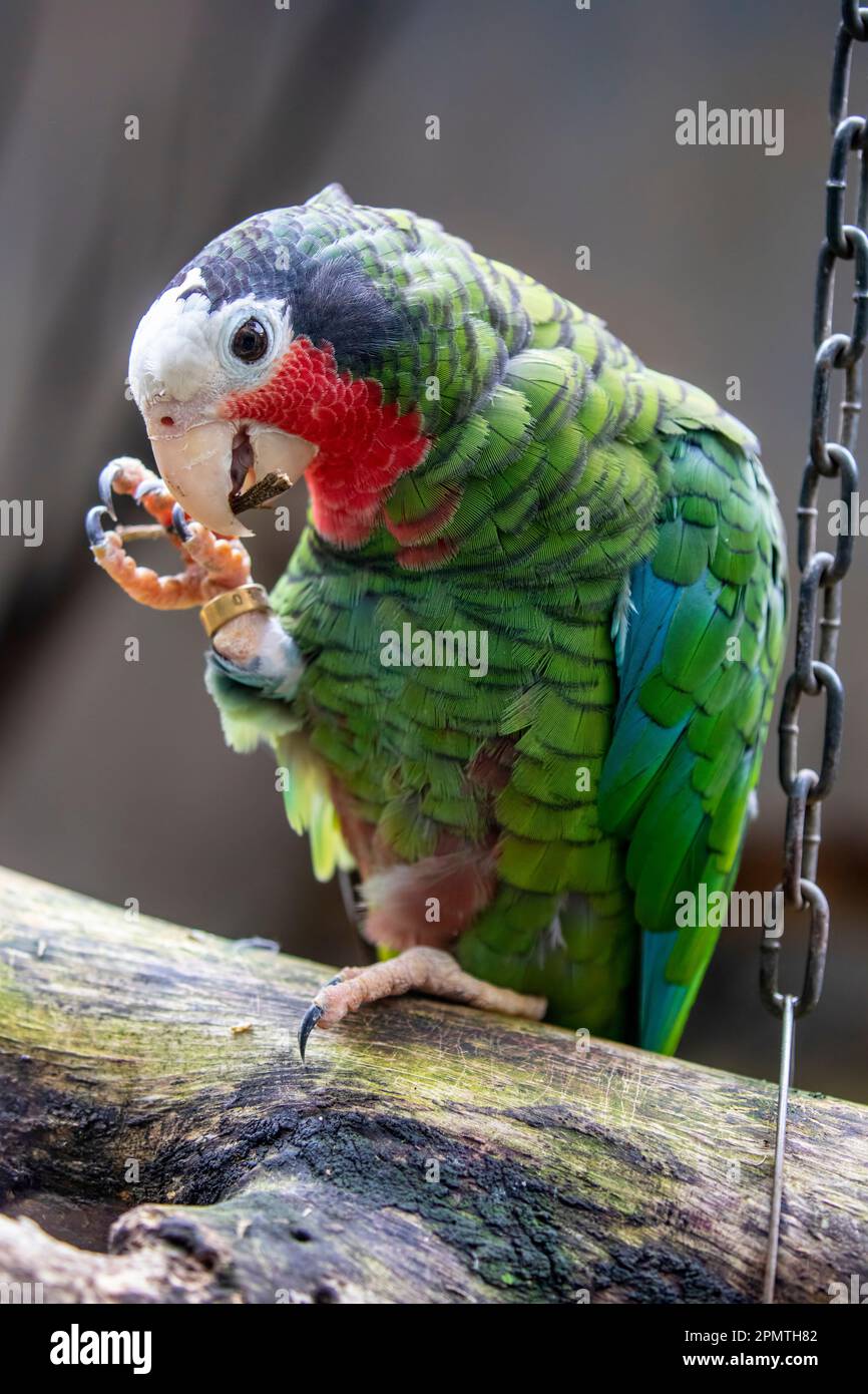 Amazona leucocephala hi-res stock photography and images - Alamy