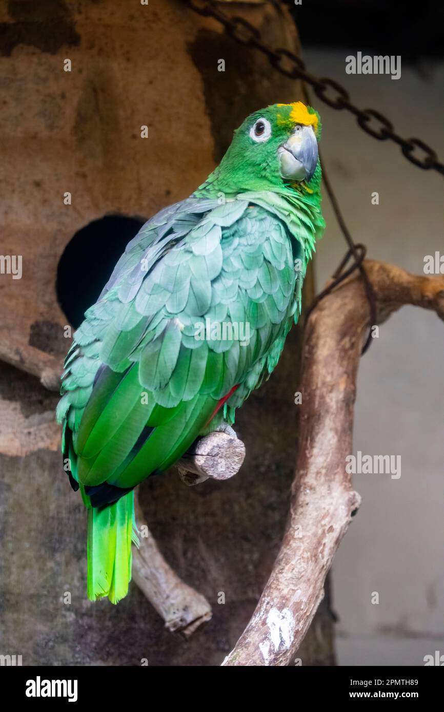 The southern mealy amazon (Amazona farinosa) is among the largest ... The southern mealy amazon (Amazona farinosa) is among the largest ...