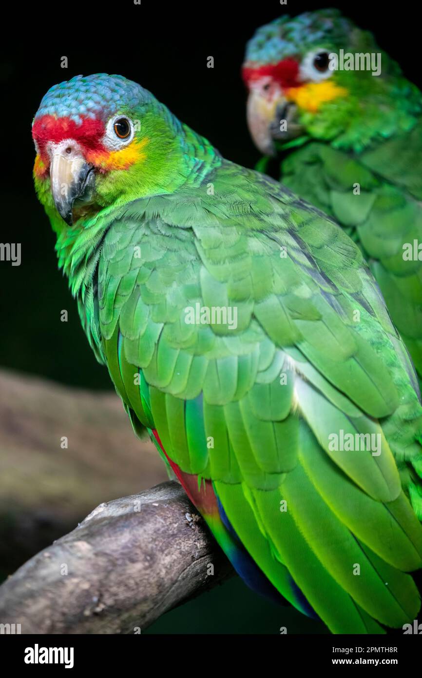 The lilacine amazon (Amazona autumnalis lilacina) is an amazon parrot ...