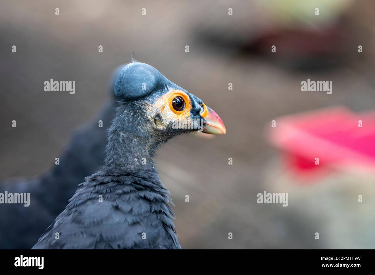 The maleo (Macrocephalon maleo) is a large megapode and is endemic to ...
