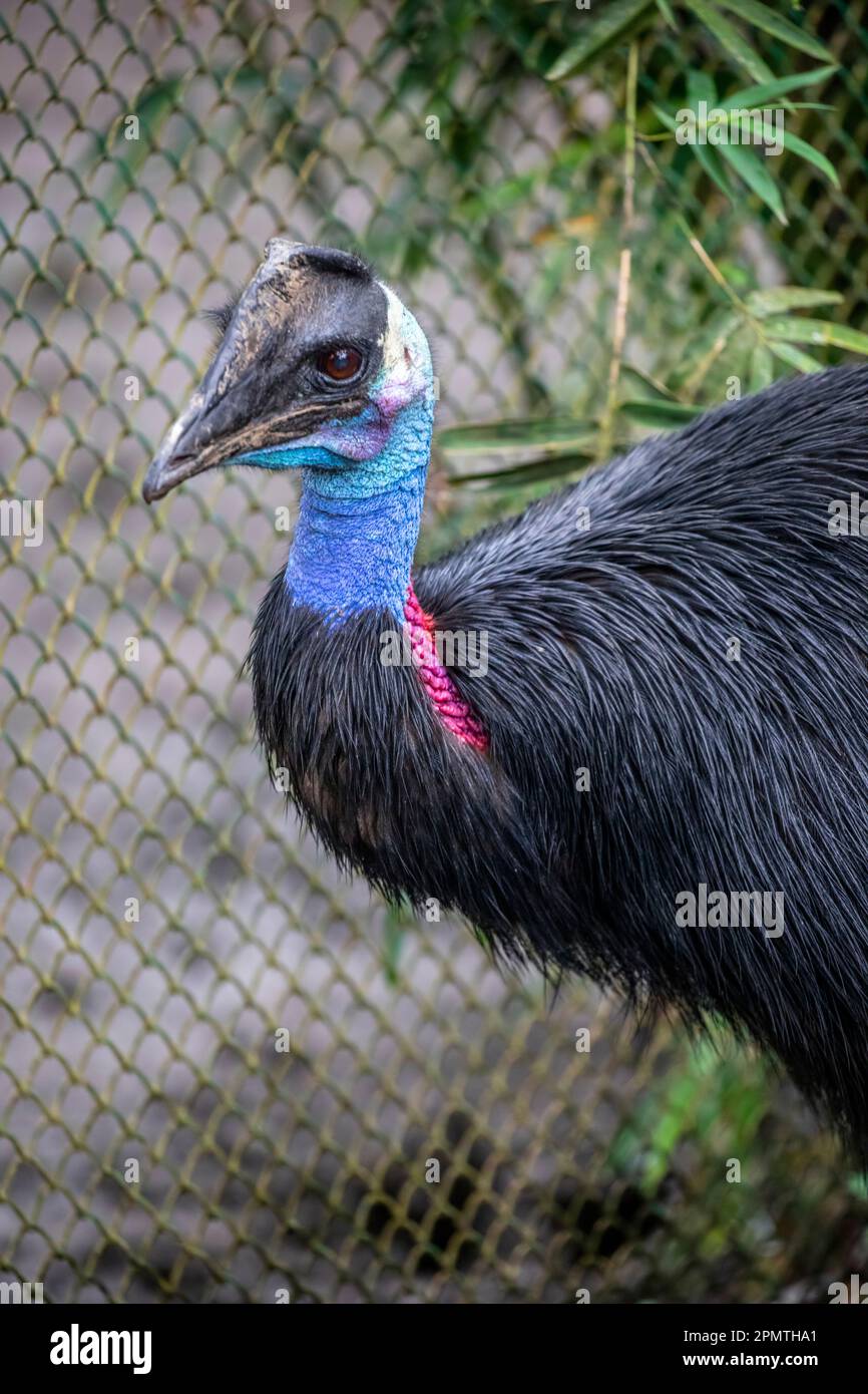 The dwarf cassowary (Casuarius bennetti) is the smallest of the three ...