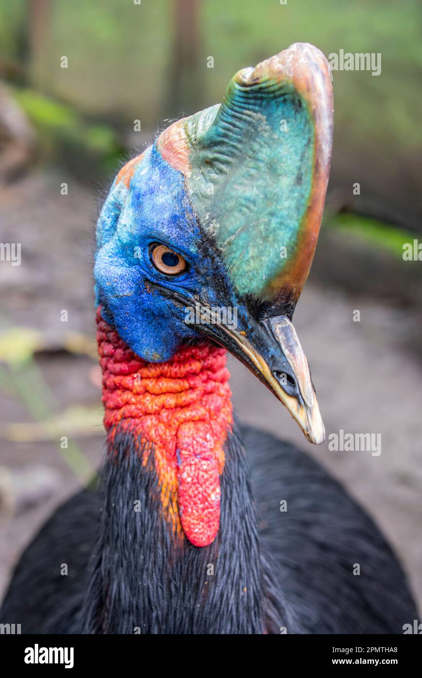 Southern cassowary is a large flightless black bird. It is one of the ...