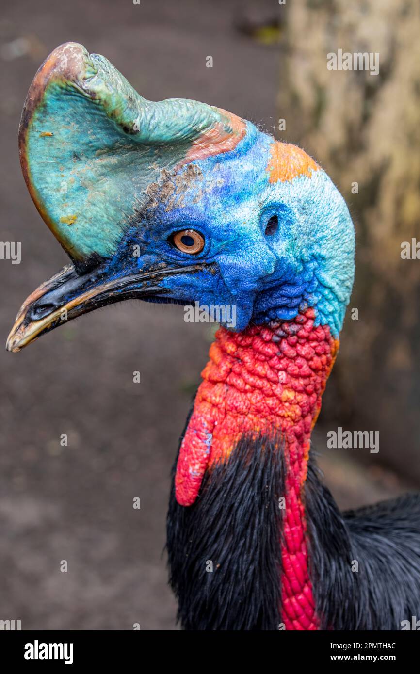 Southern cassowary is a large flightless black bird. It is one of the ...
