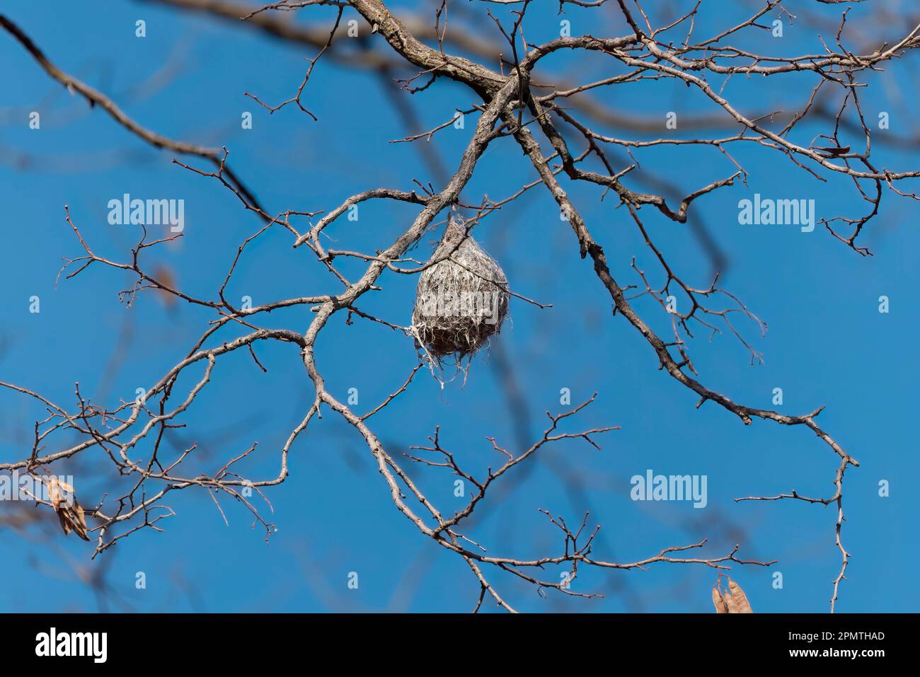 The nest of Baltimore oriole in the branches of a tree crowns Stock ...