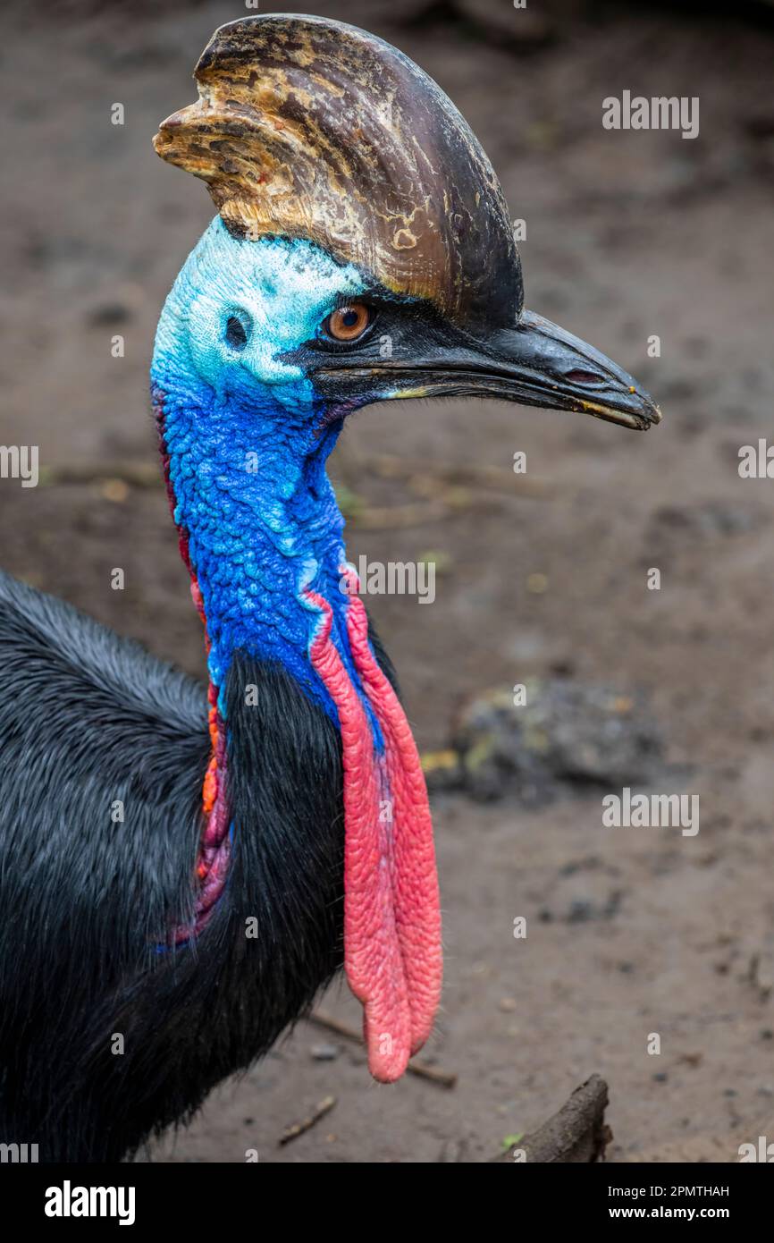 Southern cassowary is a large flightless black bird. It is one of the ...