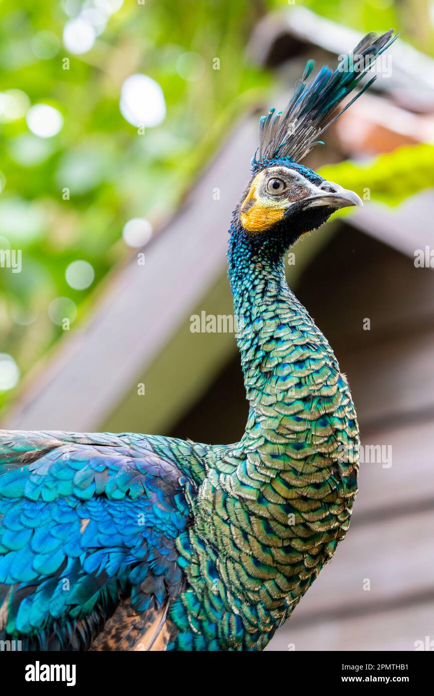 The green peafowl (Pavo muticus), it is a peafowl species native to the ...