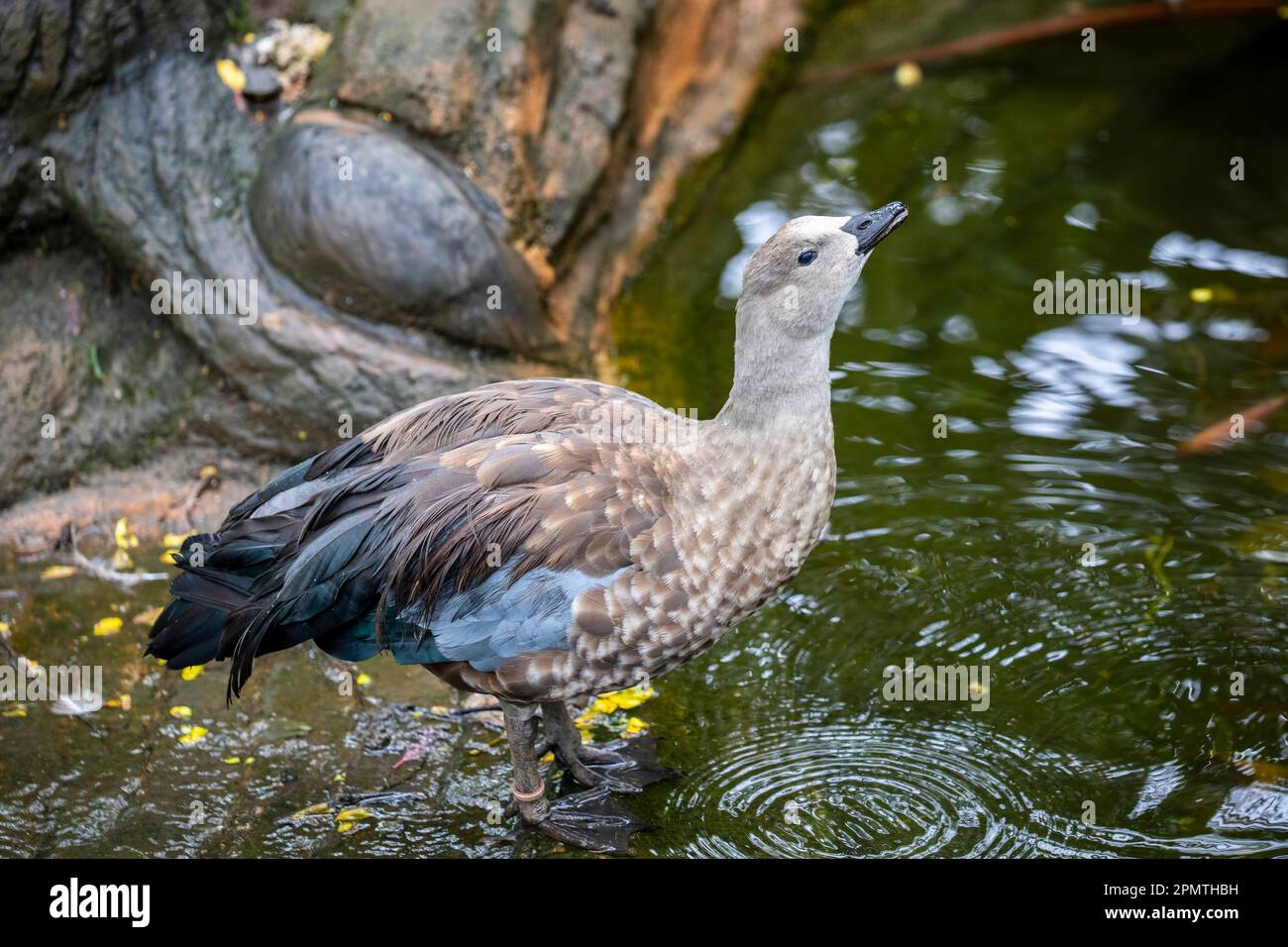 The blue-winged goose (Cyanochen cyanoptera) is a waterfowl species ...