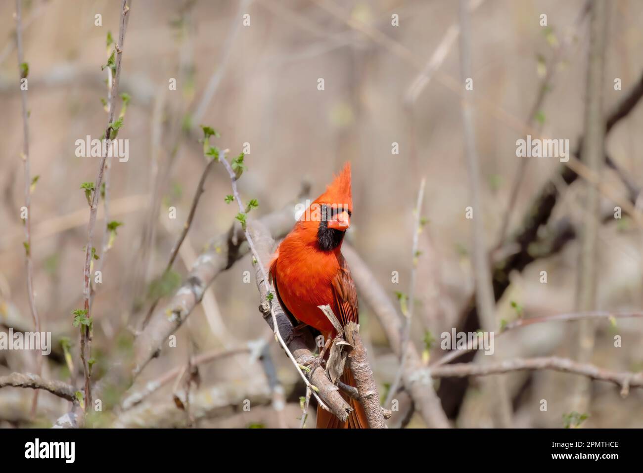 The northern cardinal (Cardinalis cardinalis). Male in spring during ...