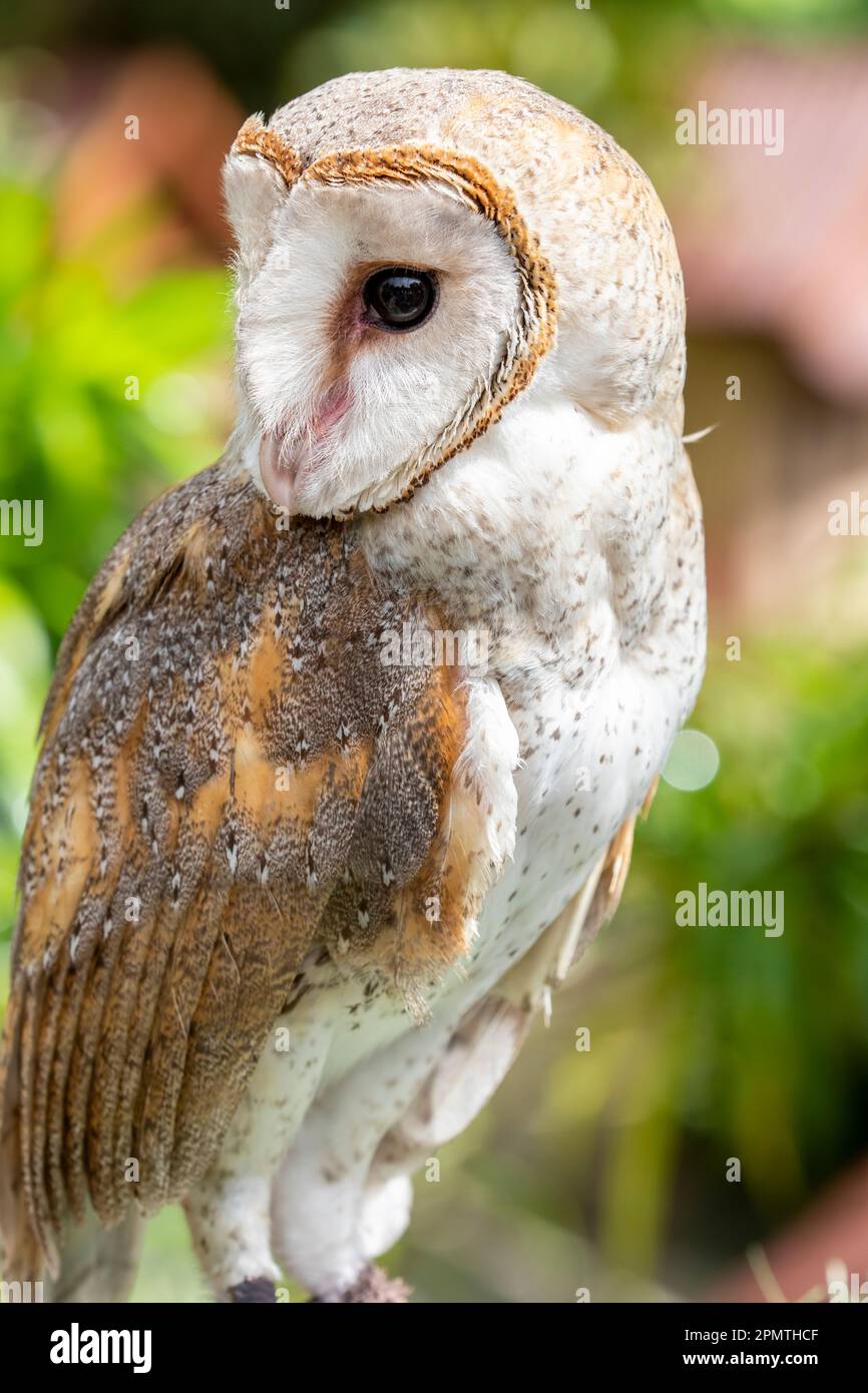 The barn owl (Tyto alba) is the most widely distributed species of owl ...