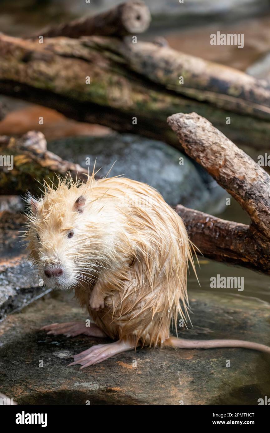 a golden fur nutria (Myocastor coypus, is a large, herbivorous,[3 ...