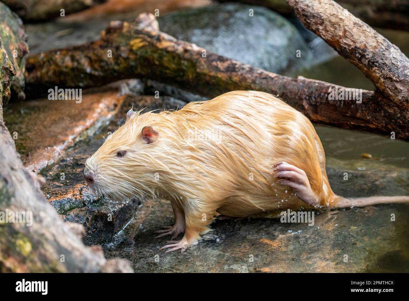 a golden fur nutria (Myocastor coypus, is a large, herbivorous,[3 ...