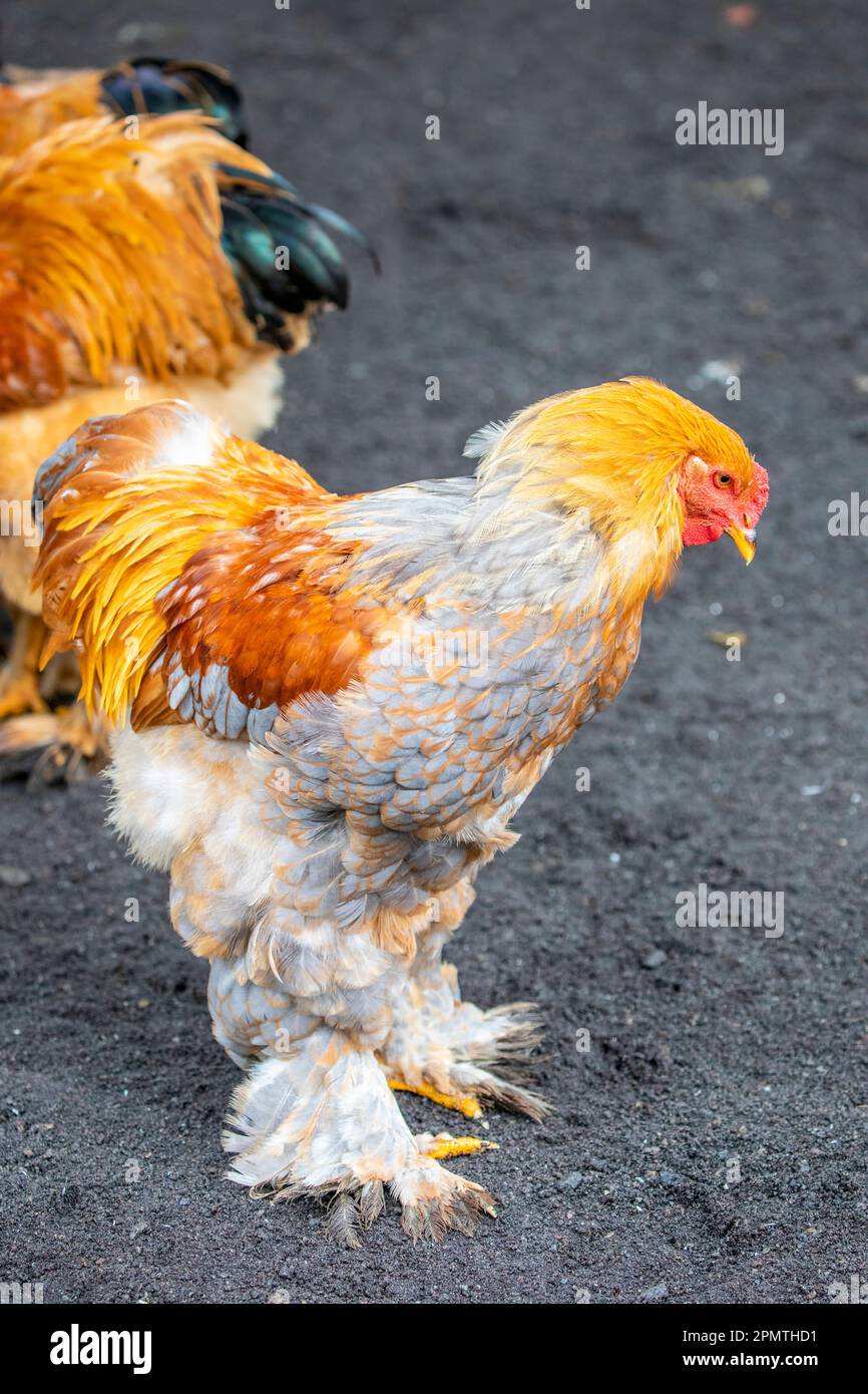 The Brahma is an American breed of chicken. It was developed in the ...