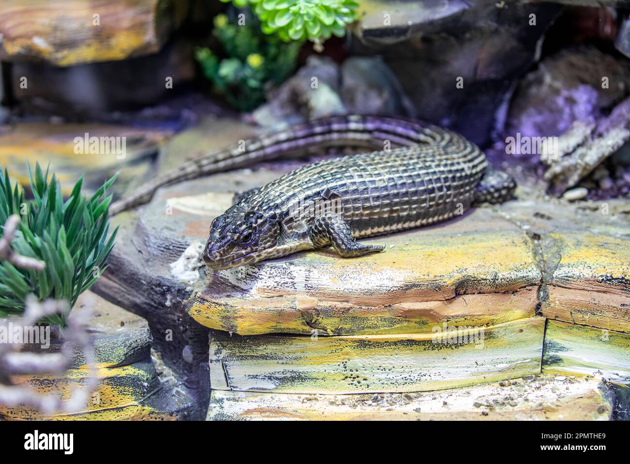 The Sudan plated lizard (Broadleysaurus major) is a medium-sized ...