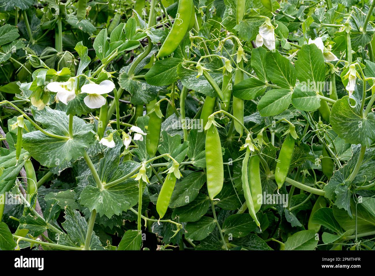 Fresh bright green pea pods with white flowers on a pea plant vine in ...