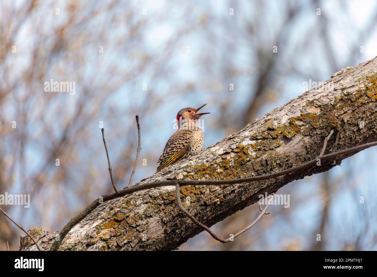 The northern flicker (Colaptes auratus) calling in the spring during ...