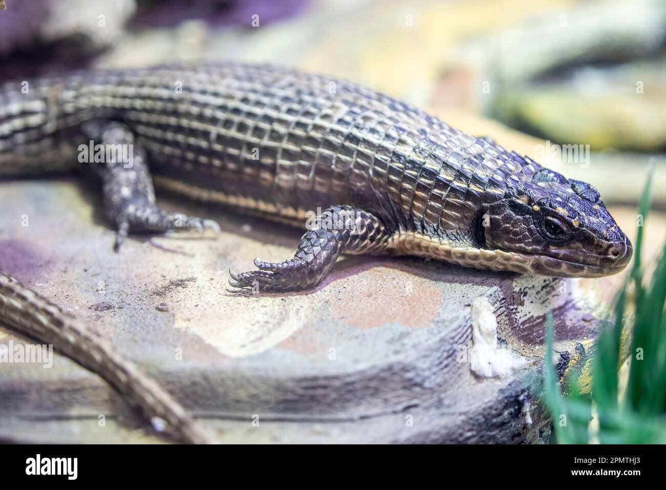 The Sudan plated lizard (Broadleysaurus major) is a medium-sized ...