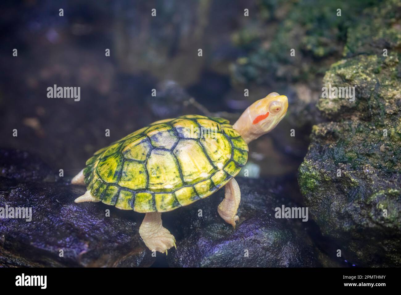 Albino Red Eared Slider Turtle Paradox Albino Red Eared Slider Turtles