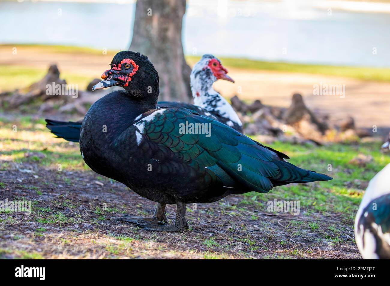 The closeup image of Muscovy duck. it is a large duck native to Mexico ...