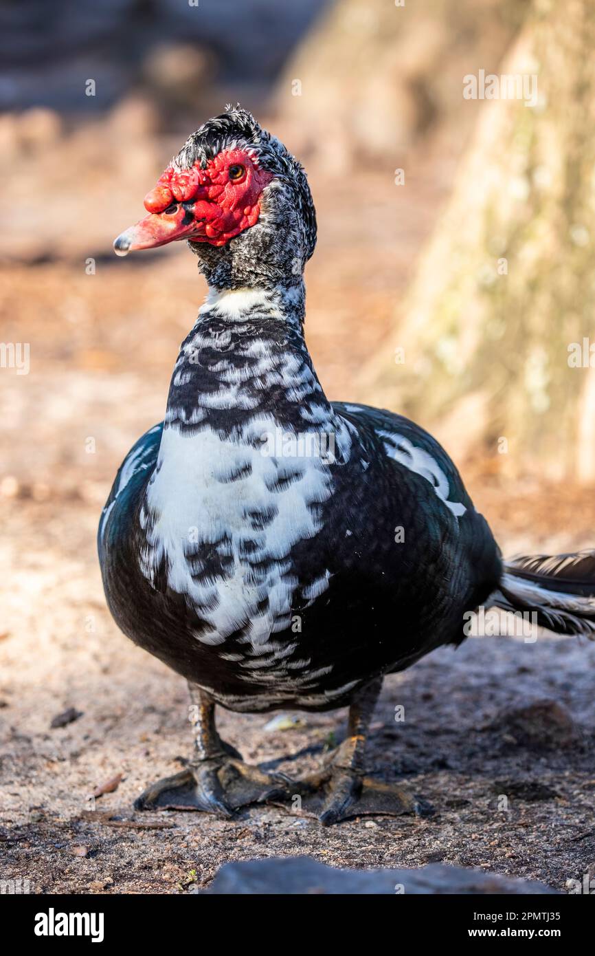 The closeup image of Muscovy duck. it is a large duck native to Mexico ...