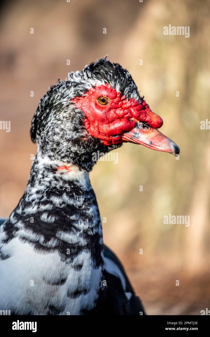 The closeup image of Muscovy duck. it is a large duck native to Mexico ...