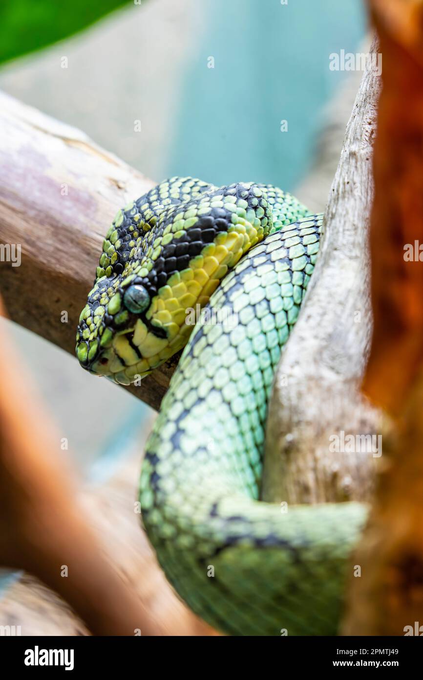 Sri Lankan green pitviper (Craspedocephalus trigonocephalus) is a ...
